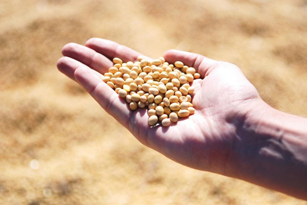 Soybean meal – SabaPishroKala